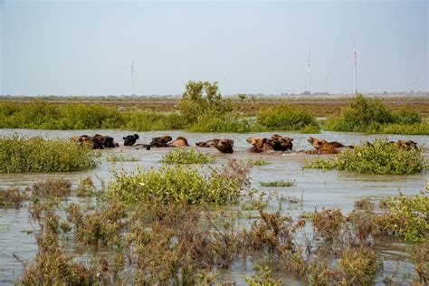 Jamnagars ‘swimming Camels In Deep Waters