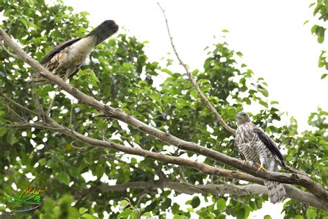 Alder s Bird watching Notes 大安鷹父子獨立Crested Goshawk Da an Park2016 07 13