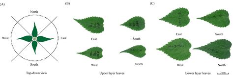 Influence Of Leaf Growths Position On The Scaling Relationship Between