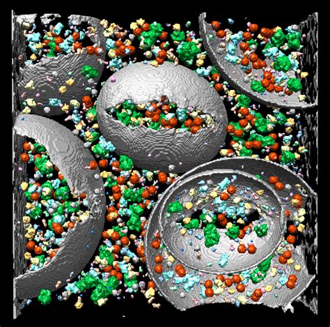 Test Tomogram Segmentation With Deepfinder Method Download Scientific Diagram