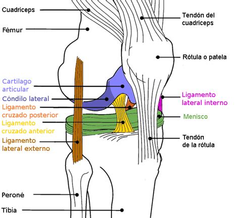 Fisioterapia Articulacion Femorotibial