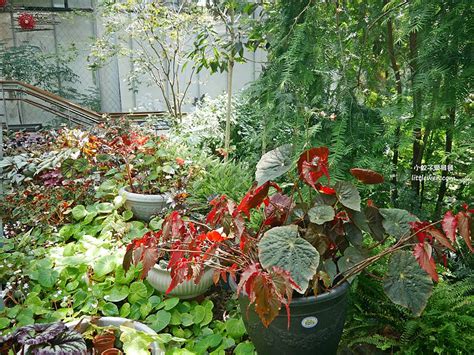 臺北典藏植物園六大主題展區500多種植物免費參觀 小蚊子愛飛飛 litwenblog