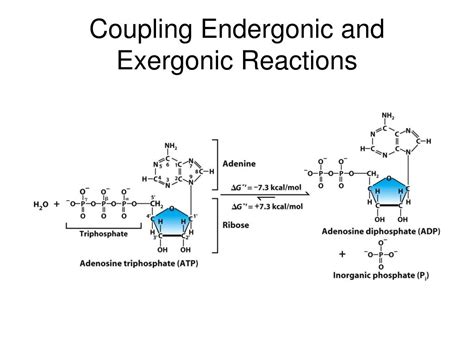 Ppt Endergonic And Exergonic Reactions Powerpoint