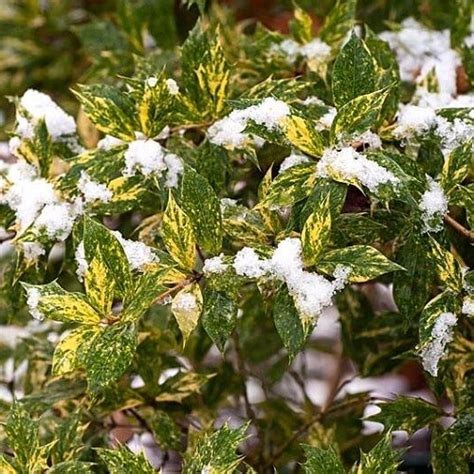 Османтус разнолистный "Триколор"/"Госики" (Osmanthus heterophyllus ...