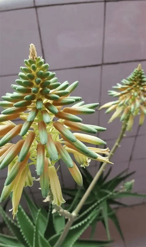 芦荟会开花吗芦荟开花有什么预兆答案万万想不到附芦荟怎么养才开花 水果 盆栽 养殖