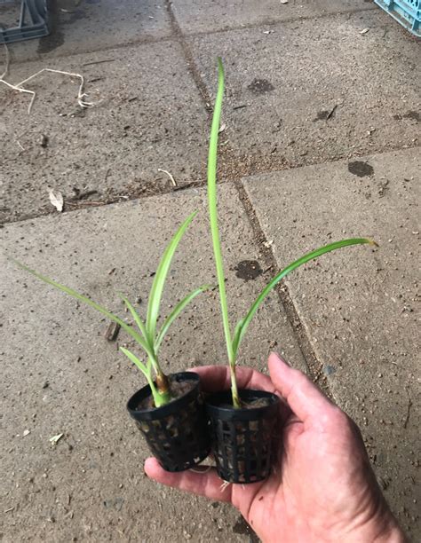 Crinum Natans Rare Aquarium Plant Aquafy Australia