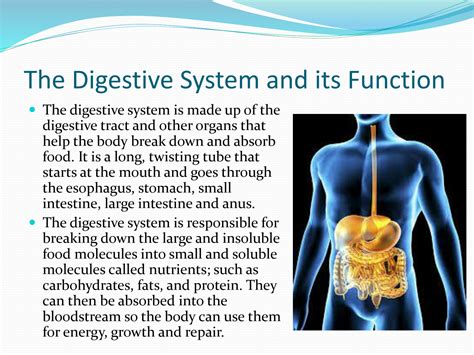 SOLUTION: The digestive system - Studypool