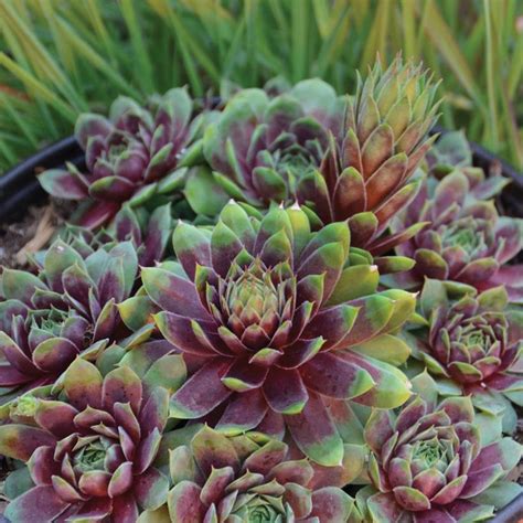 Ruby Heart Hens And Chicks Plant Addicts