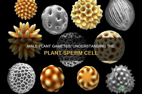 Male Plant Gametes Understanding The Plant Sperm Cell Shuncy