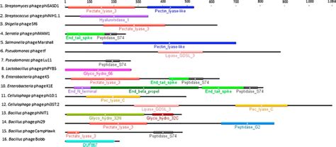 Different Phage Depolymerase Architectures For The 16 Different