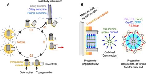 Centriole Duplication Cycle And Procentriole Structure A Centriole