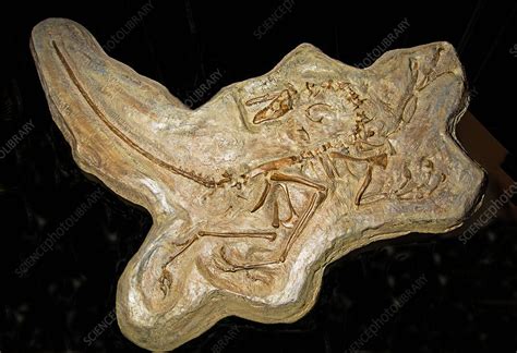 Dromaeosaurus Albertensis Dinosaur Fossil Stock Image C0335659