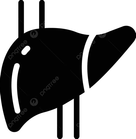 Liver Anatomy Healthy Human Vector Anatomy Healthy Human Png And