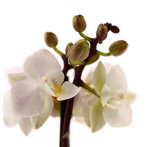 Orchidée 3 Mini Orchidees Pots Livraison En France Florajet