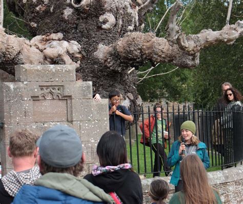 Beaulys Remarkable 800 Year Old Wych Elm Tree Is Celebrated With