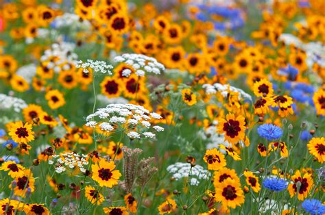 Meh Plant Polls Favorite Flower