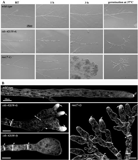 Conditional Rac And Cdc 42 Mutants Reveal Cell Polarity Defects And