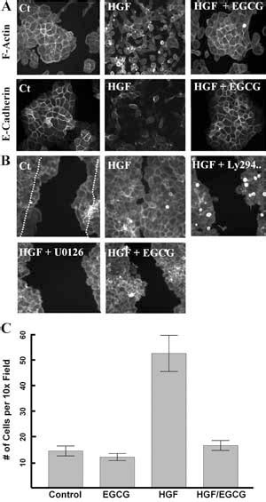 Egcg Prevents Hgf Mediated Scattering Motility And Invasion A