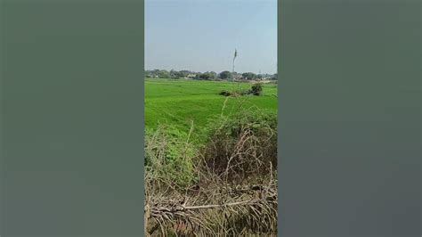 Greenari My Vill Youtube