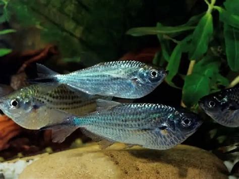 Triportheus Angulatus Home Aquarium