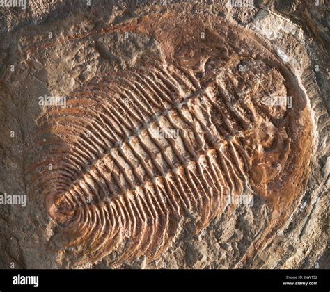 Cambrian Era Fossils At Maddison Grosse Blog