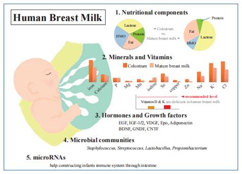 Components Of Human Breast Milk From Macronutrients To Microbiome And