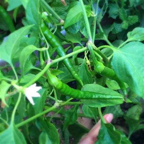 How To Grow Chili At Home Sandhyas Recipes