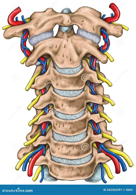 Topographic Relationship Of The Spinal Nerve And Vertebral Artery Stock Illustration