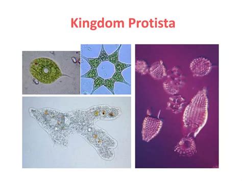 Ppt Kingdom Protista Powerpoint Presentation Free Download Id1900013