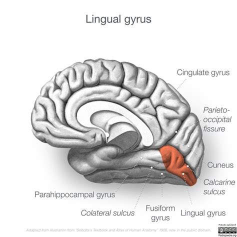 Lingual Gyrus Lingual Gyrus An Overview Sciencedirect Topics