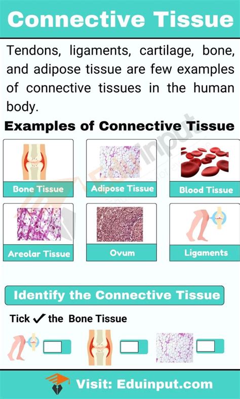 Connective Tissue And Its Examples Loose Connective Tissue Human