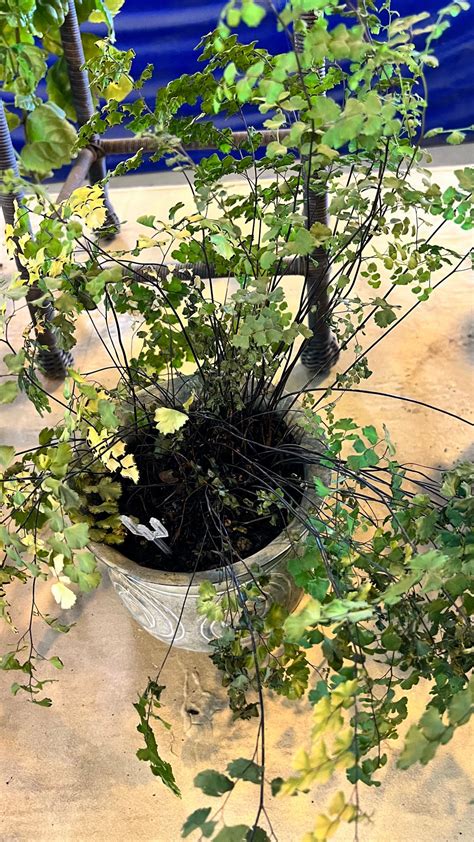 Floriculture Potted Plants