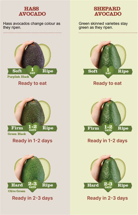 How Can You Tell If An Avocado Is Bad