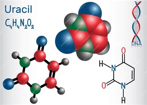 Premium Vector Uracil U Pyrimidine Nucleobase In The Nucleic Acid Of