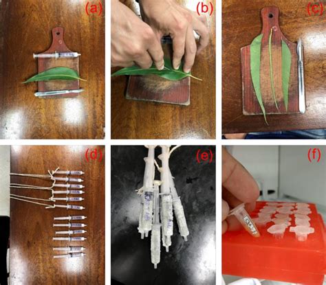 Procedure For Leaf Sap Extraction Using The Freeze Thaw Method