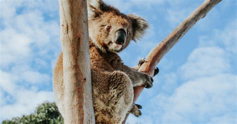 Nature Law Reform To Transform Australias Environmental Record