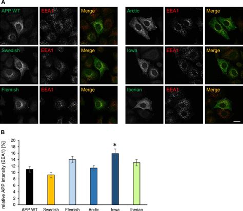Colocalization Of App Wt And App Fad Mutants In Early Endosomes A Hela