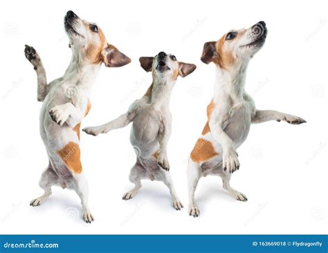 Dogs Dancing Puppy Cute Dog