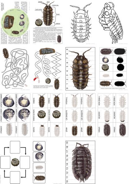 SVINKA OBECNÁ - Bobínci