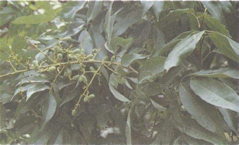 荔枝核 中药图典