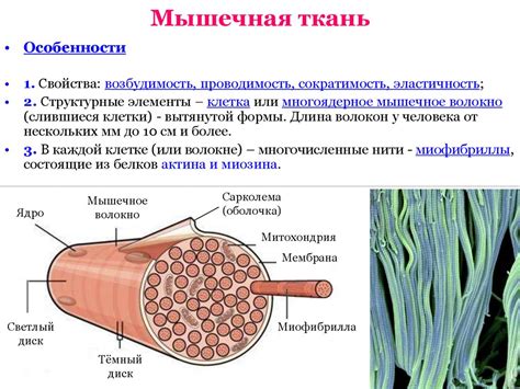 Мышечная ткань Online Presentation