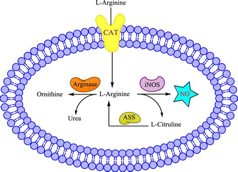 Inducible Nitric Oxide Synthase Regulation Structure And Inhibition Abstract Europe Pmc