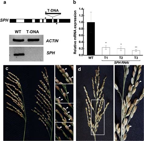 Phenotype And Expression Analysis Of Rnai And T Dna Transgenic Lines A
