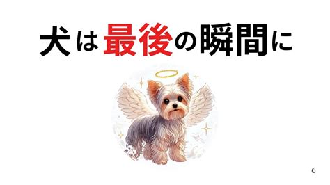 【犬好きのための知るべき雑学2】後悔しないために！最後はやっぱり飼い主として愛犬には Youtube
