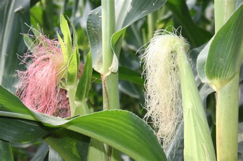Corn Tassel Facts On What It Is And Purpose