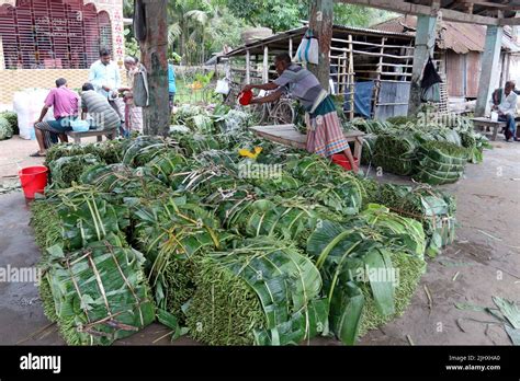 Shows A Paan Betel Leaf Market Farmers Process Paan Betel Leaf