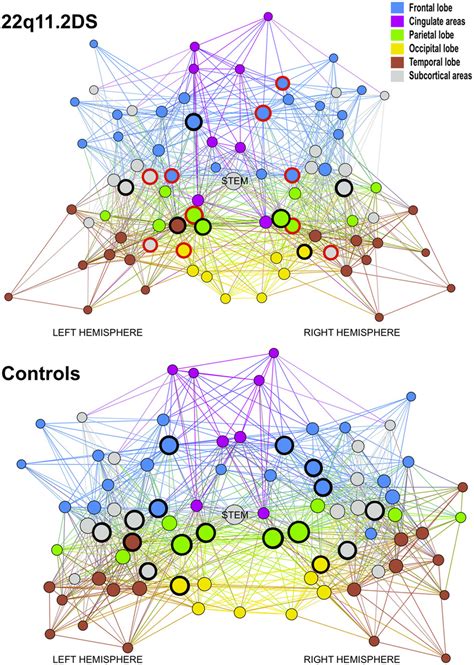 Brain Network Visualization