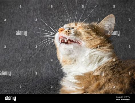 Tumeur De La Bouche Banque De Photographies Et Dimages à Haute