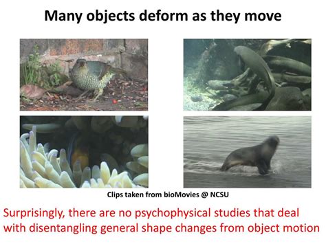 Ppt Perception Of Non Rigid 3d Shapes From Motion Cues Powerpoint Presentation Id2000191