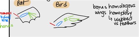 Background Phylogeny Flashcards Quizlet